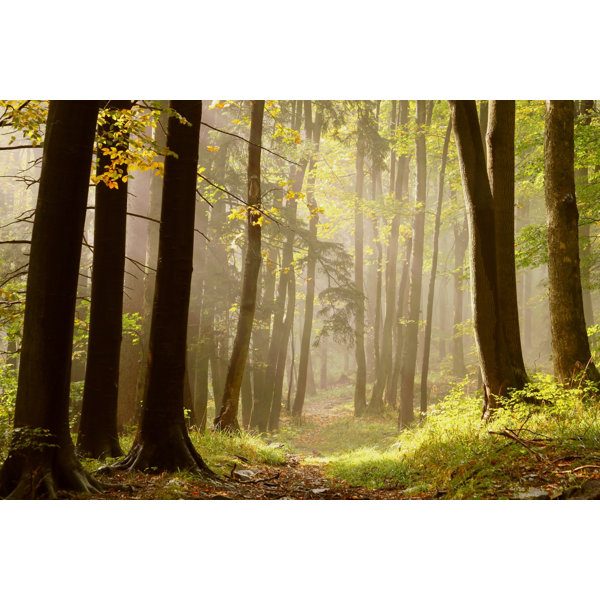 Millwood Pines Fairytale Forest Path by Aniszewski - Wrapped Canvas ... Millwood Pines Fairytale Forest Path by Aniszewski - Wrapped Canvas ...